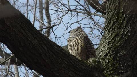 Flaco The Famous Owl Awake And Yawning I... | Stock Video | Pond5