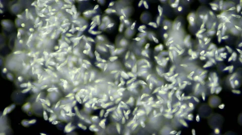 Flagella Stock Video Footage | Royalty Free Flagella Videos | Pond5