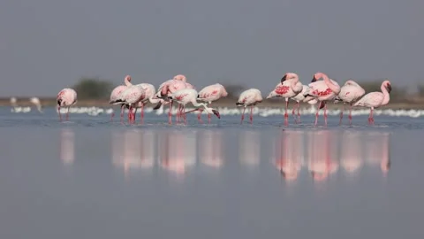 Flamboyance of flamingos in the lake of ... | Stock Video | Pond5