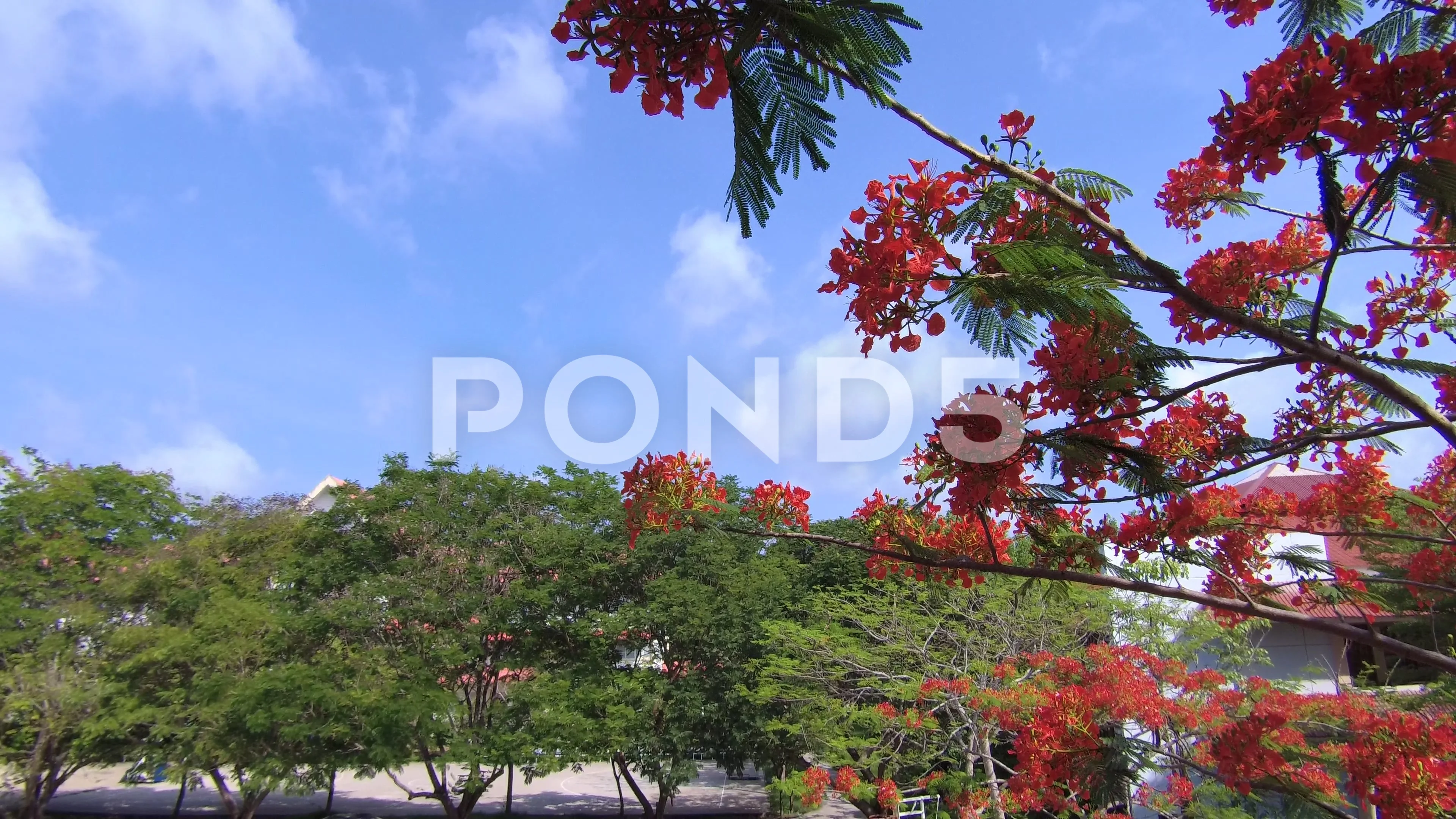 Philippine Fire Tree