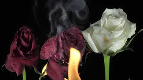 A flame burning the red and white roses ... | Stock Video | Pond5