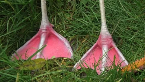 Flamingo feet tapping in the grass | Stock Video | Pond5
