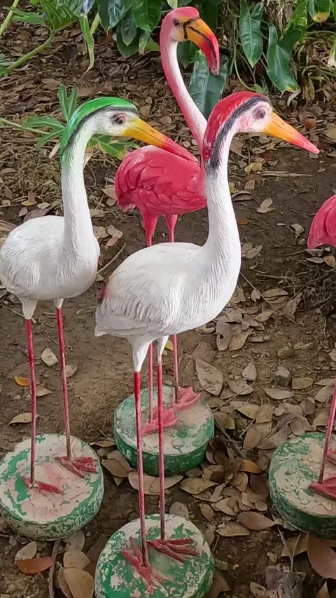 Flamingo Garden Stock Videos – Royalty-Free HD & 4K Videos