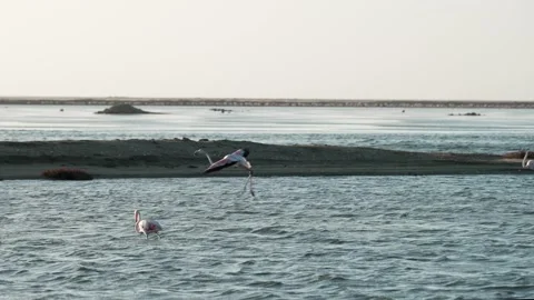 Flamingo flies, flaps wing, lands in sal... | Stock Video | Pond5