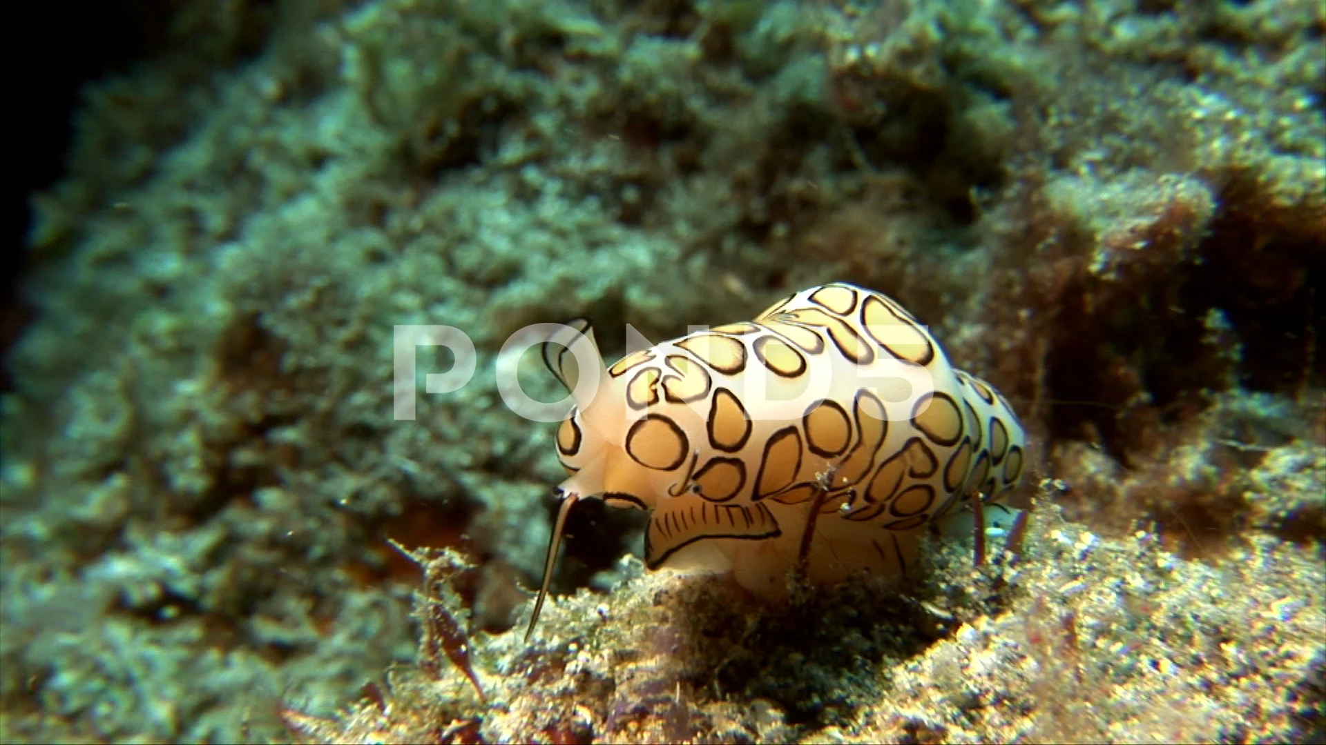 Flamingo Tongue Snail (cyphoma Gibbosum)