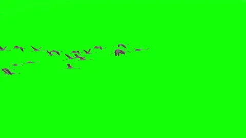 Flamingos Green Screen Stock Videos – Royalty-Free HD & 4K Videos