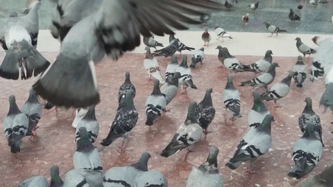 Flapping pigeons in a city centre plaza. | Stock Video | Pond5