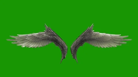 Green Screen Wings Stock Footage ~ Royalty Free Stock Videos | Pond5