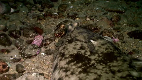 Flat deep sea fish flounder on underwate... | Stock Video | Pond5