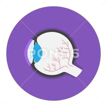 Flat design of human eye anatomy with details of retina and iris ...