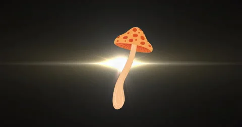 Mushroom Design Stock Videos – Royalty-Free HD & 4K Videos | Pond5