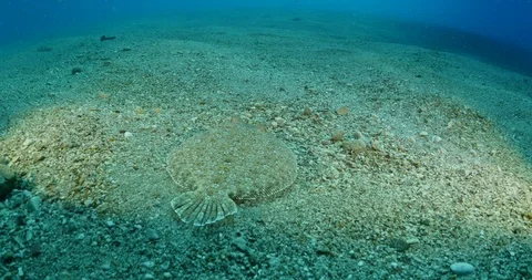 flat fish flounder underwater on sandy b... | Stock Video | Pond5