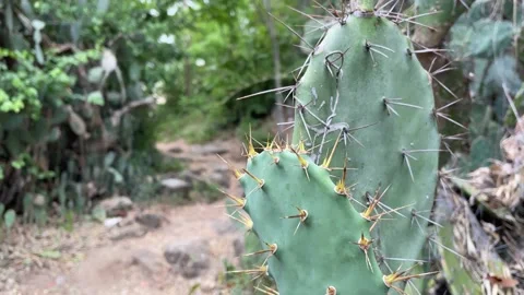 Flat green cactus leaves with spikes wit... | Stock Video | Pond5