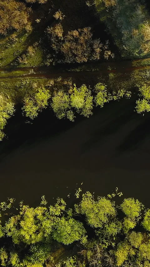 Forest View Flat Stock Videos – Royalty-Free HD & 4K Videos