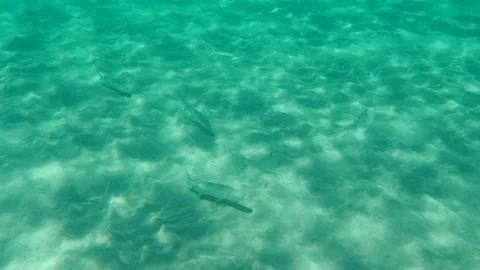 Flathead grey mullet, flathead mullet, s... | Stock Video | Pond5