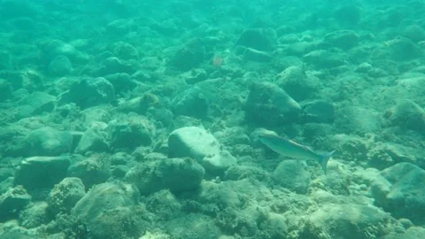 Flathead grey mullet, flathead mullet, s... | Stock Video | Pond5