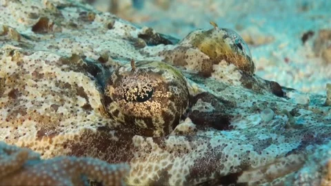 Flathead super close up on coral reef in... | Stock Video | Pond5