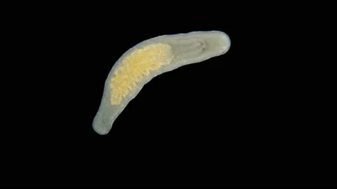 Phylum Platyhelminthes Stock Video Footage | Royalty Free Phylum ...