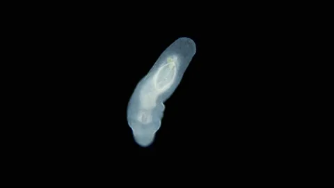 Phylum Platyhelminthes Stock Video Footage | Royalty Free Phylum ...