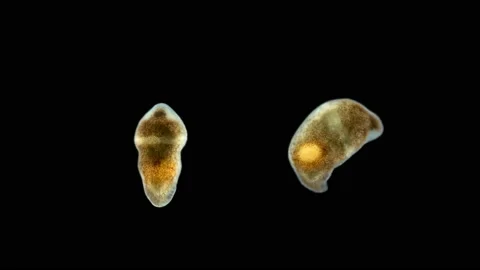 Phylum Platyhelminthes Stock Videos – Royalty-Free HD & 4K Videos