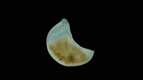 Phylum Platyhelminthes Stock Video Footage | Royalty Free Phylum ...