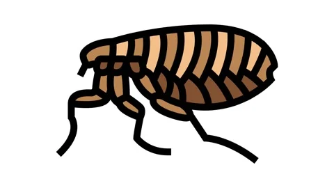 Flea Insect Stock Video Footage | Royalty Free Flea Insect Videos | Pond5