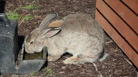 Flemish Rabbit Stock Footage ~ Royalty Free Stock Videos | Pond5