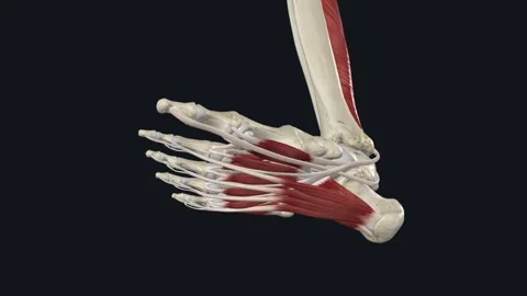 Flexor Digitorum Brevis