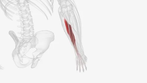 flexor digitorum profundus is a muscle i... | Stock Video | Pond5