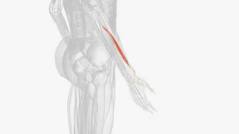 The flexor pollicis longus (FPL) muscle ... | Stock Video | Pond5