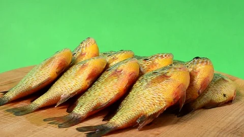 Flier fish. Centrarchus macropterus. Lep... | Stock Video | Pond5