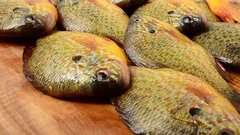 Flier fish. Centrarchus macropterus. Lep... | Stock Video | Pond5