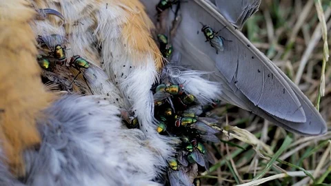 Flies on a dead bird. First stages of de... | Stock Video | Pond5