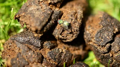 Flies on dog feces | Stock Video | Pond5
