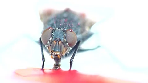 Flies drink blood | Stock Video | Pond5