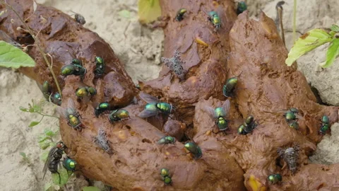 Flies gathering on fresh human feces | Stock Video | Pond5