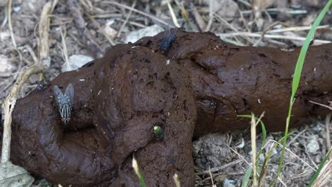 Flies on human poop 2 | Stock Video | Pond5