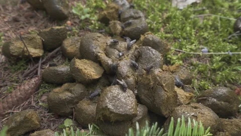 Close Up Poop Stock Footage ~ Royalty Free Stock Videos | Pond5