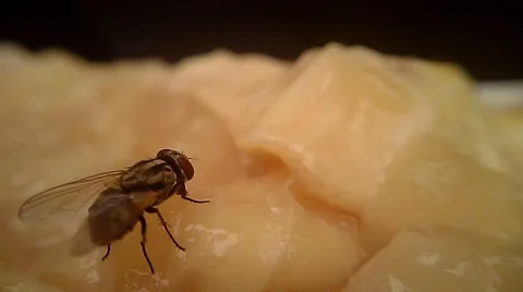 Flies We Meat Stock Videos – Royalty-Free HD & 4K Videos