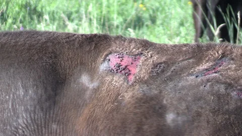 Wound Injury Stock Videos – Royalty-Free HD & 4K Videos | Pond5