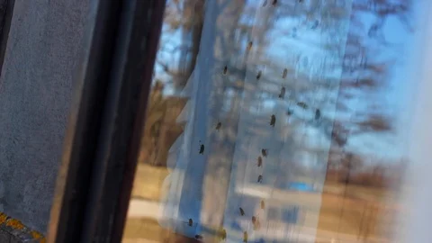 Flies trapped between glass window pane ... | Stock Video | Pond5