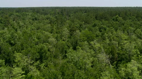 Swamp On Forest Stock Videos – Royalty-Free HD & 4K Videos | Pond5