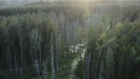 Flight over old growth boreal forest wit... | Stock Video | Pond5