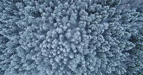 Flight over stunning wintery boreal fore... | Stock Video | Pond5