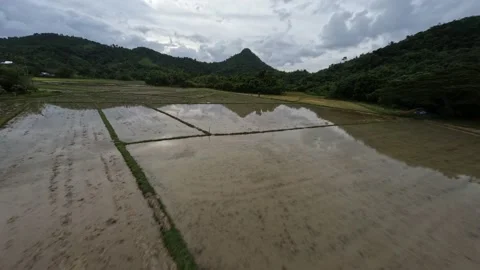 Flight rice fields jungle greenery grass... | Stock Video | Pond5