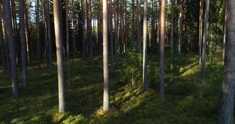 Flight through beautiful and sunny borea... | Stock Video | Pond5