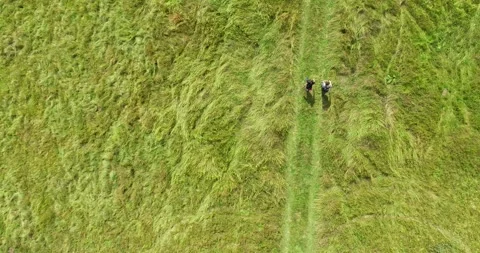 Flight top down above green field river ... | Stock Video | Pond5