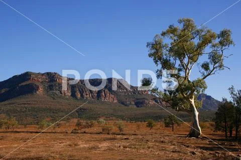 Flinders Ranges Landscape Stock Image ~ #82591311