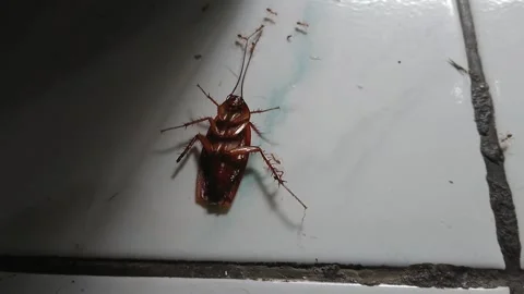 Gromphadorhina Stock Video Footage | Royalty Free Gromphadorhina Videos ...