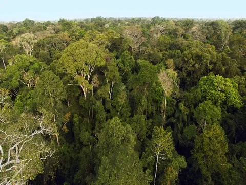 Floating above the Amazon rainforest | Stock Video | Pond5